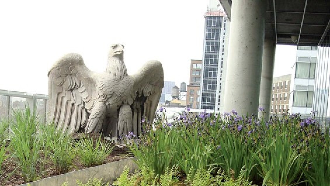 Cooper Union Eagle Takes Flight! | The Cooper Union
